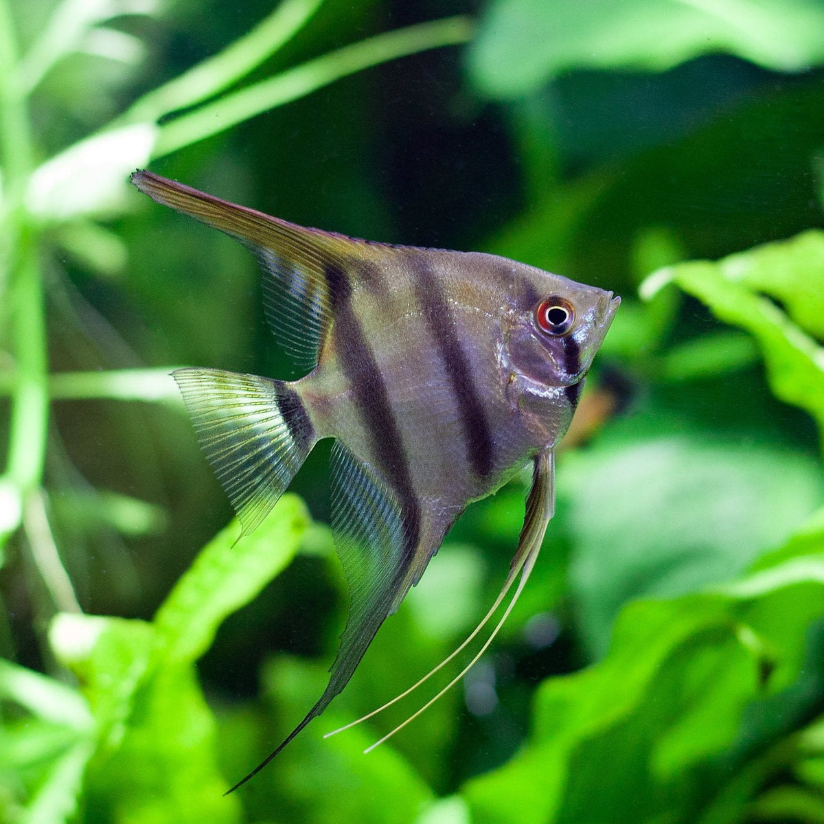 ACUARIOFILIA – Hagen España