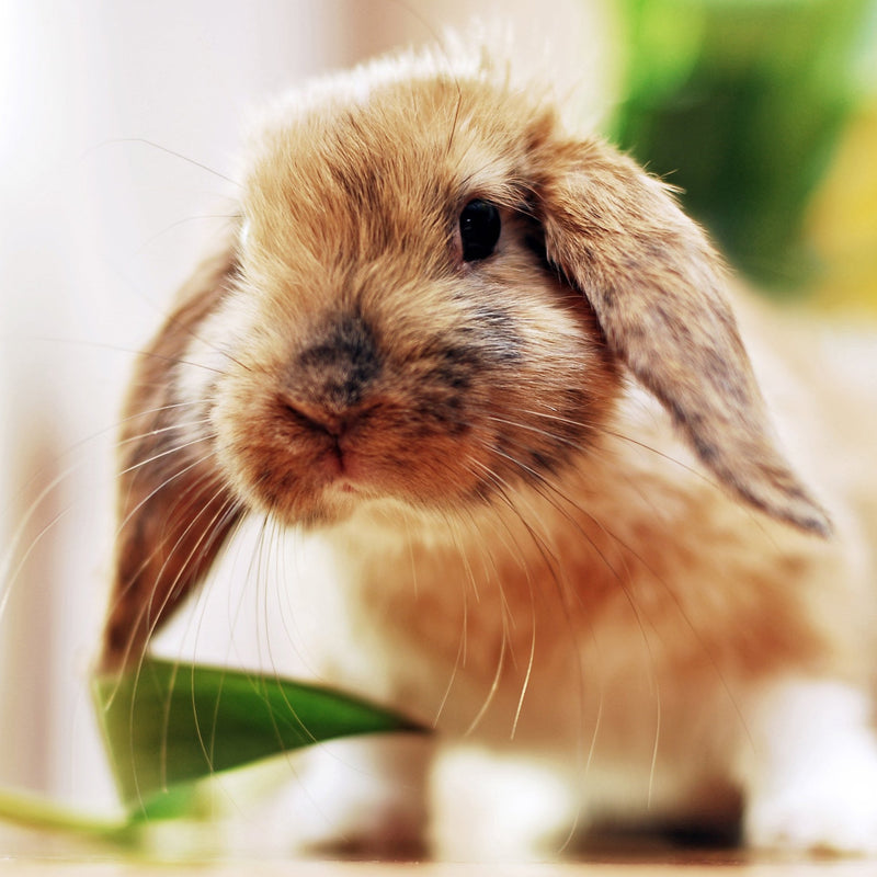 Hagen - Una familia de marcas para mascotas desde 1955 – Hagen España