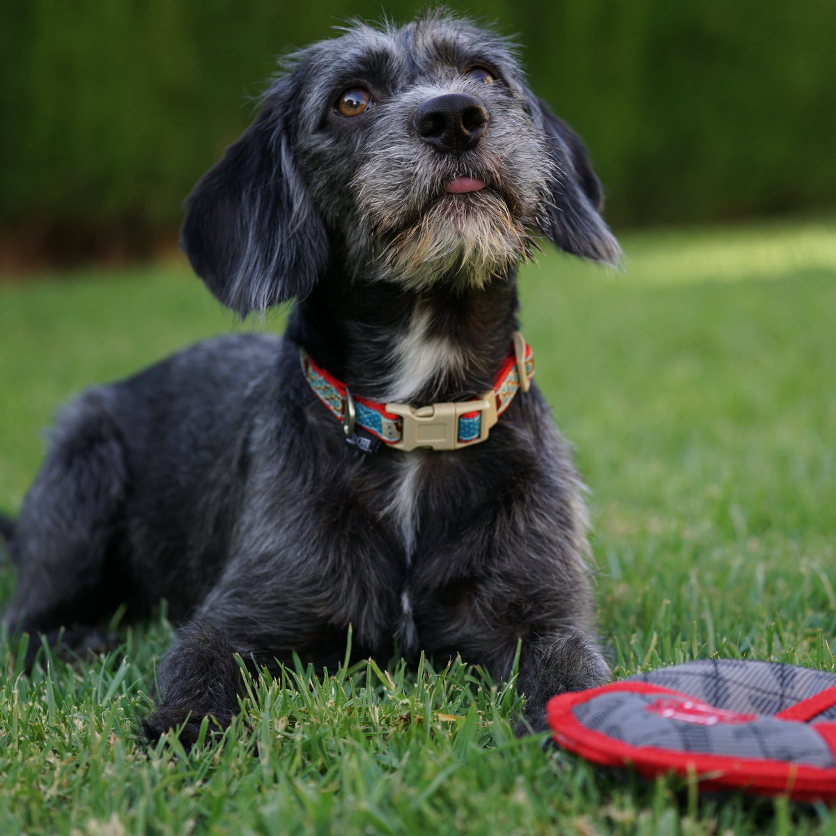 Hagen - Una familia de marcas para mascotas desde 1955 – Hagen España